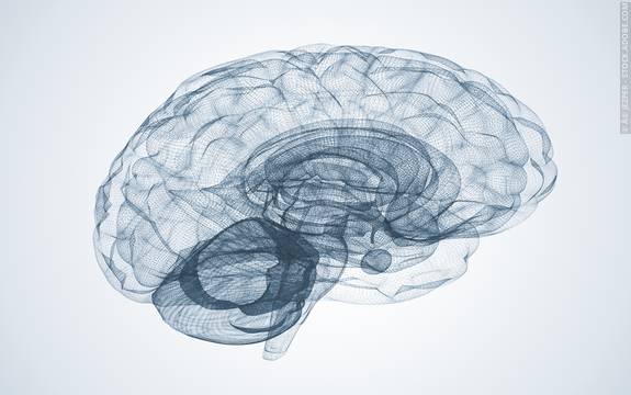 Brain Explorer - Psychologist World